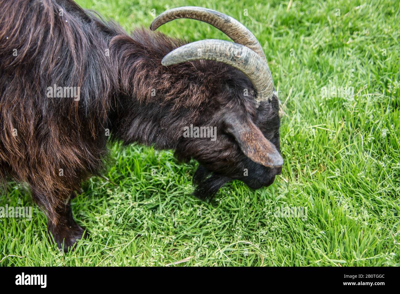 brown billy goat in the grass Stock Photo - Alamy