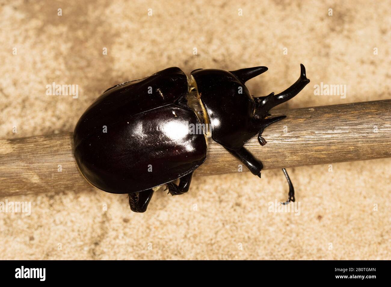 Beetle, Scarab, Insect, São Paulo, Brazil Stock Photo - Alamy