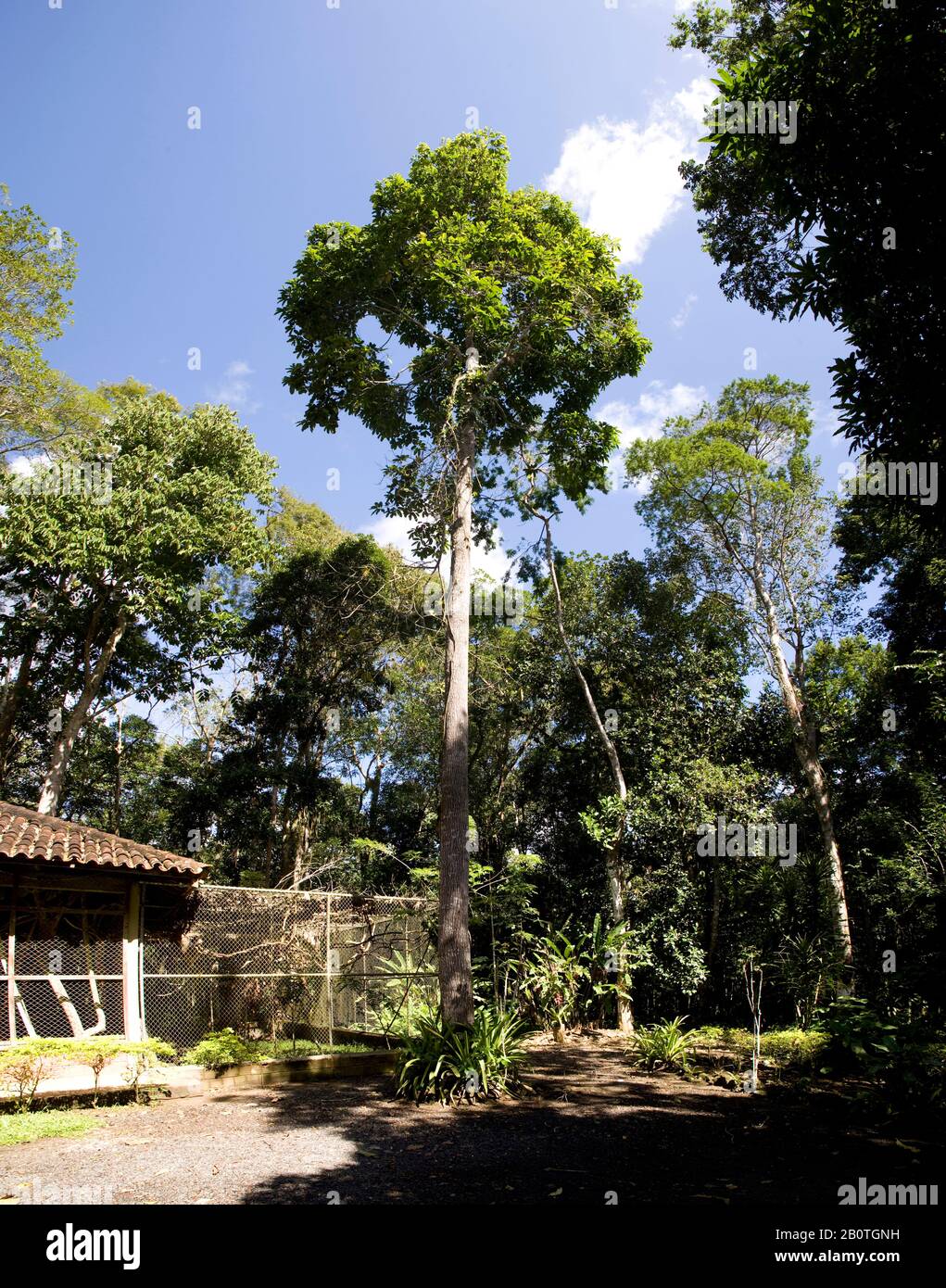 Castanheira do pará hi-res stock photography and images - Alamy
