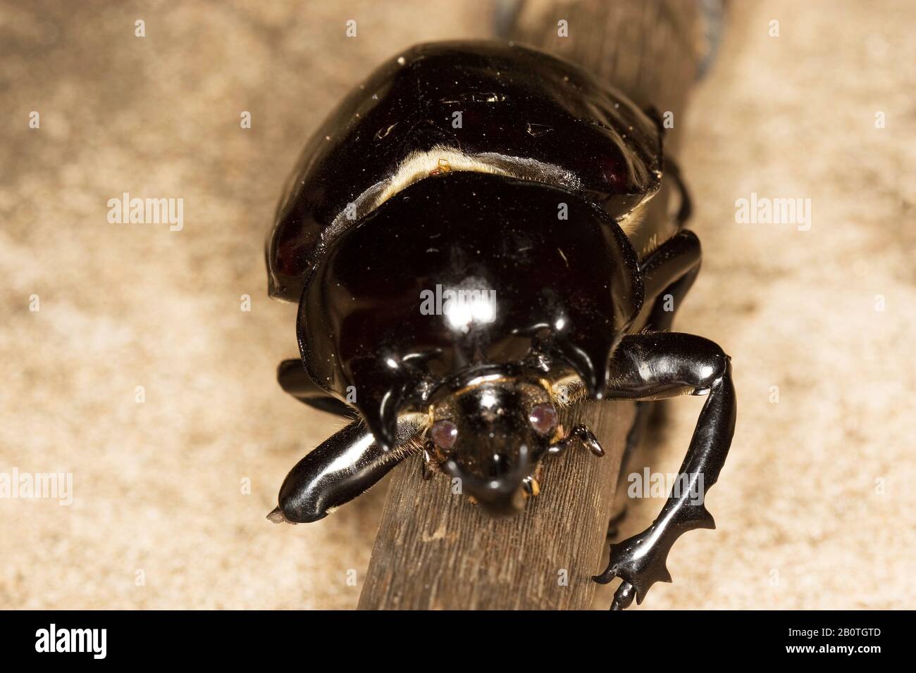 Scarab beetle brazil hi-res stock photography and images - Alamy