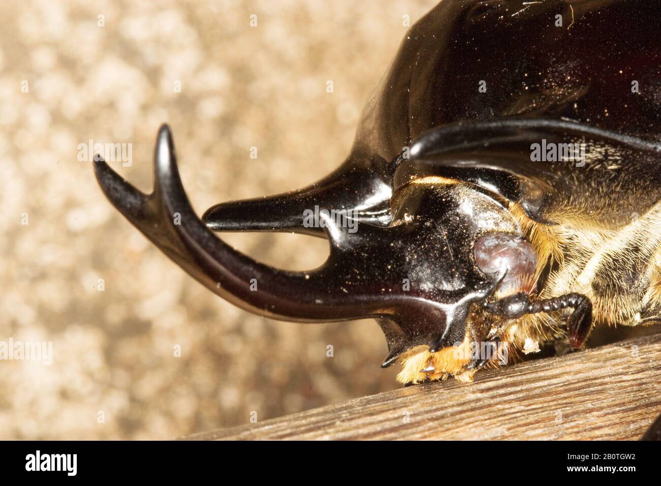 Beetle, Scarab, Insect, São Paulo, Brazil Stock Photo - Alamy