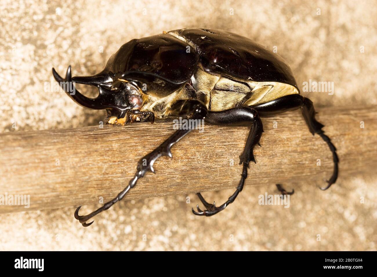 Bottom skulls hi-res stock photography and images - Alamy