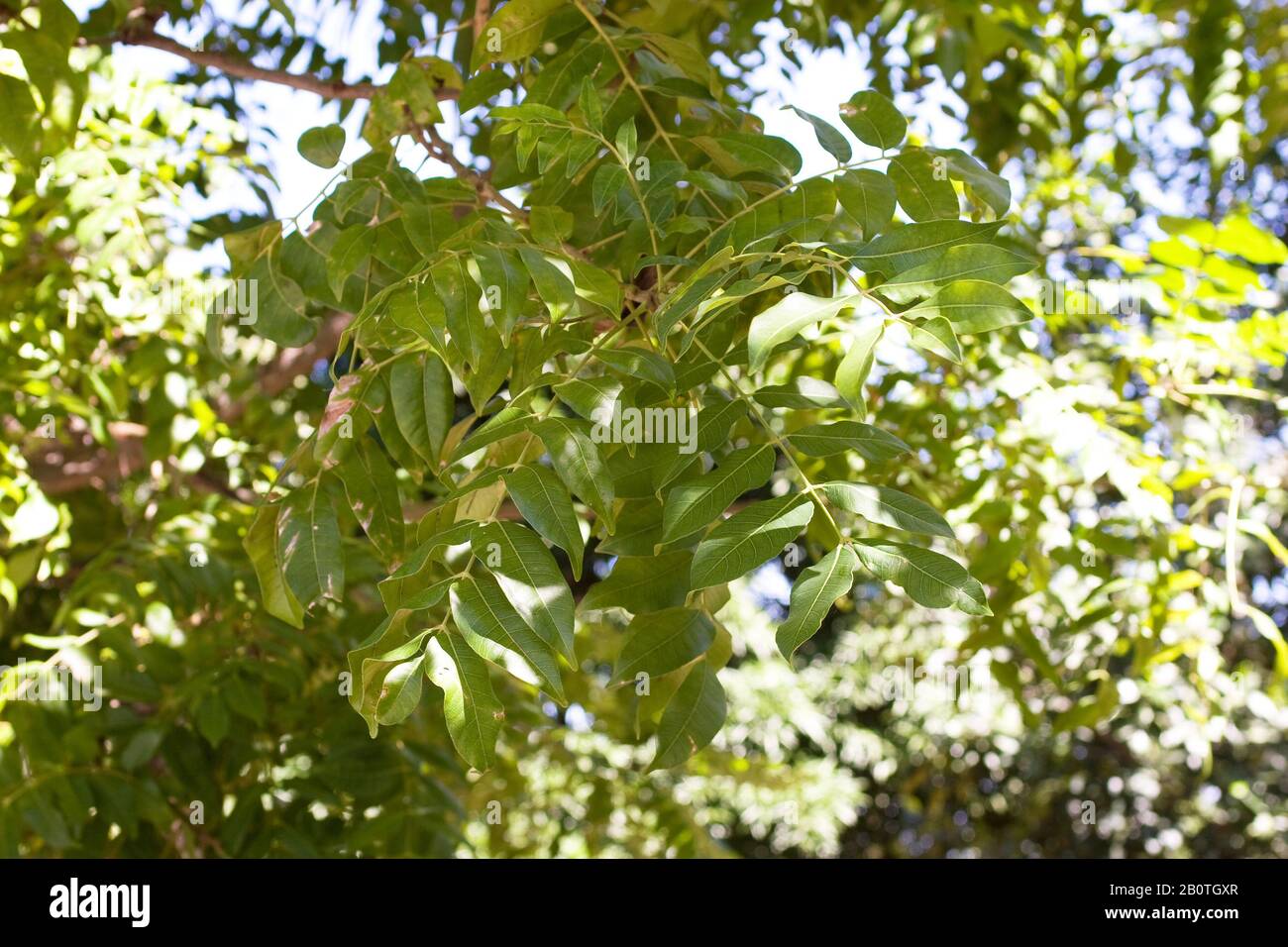 Cajá, cajazeiro, ambaló, ambaró, cajá-mirim, cajazinha, tapareba ...