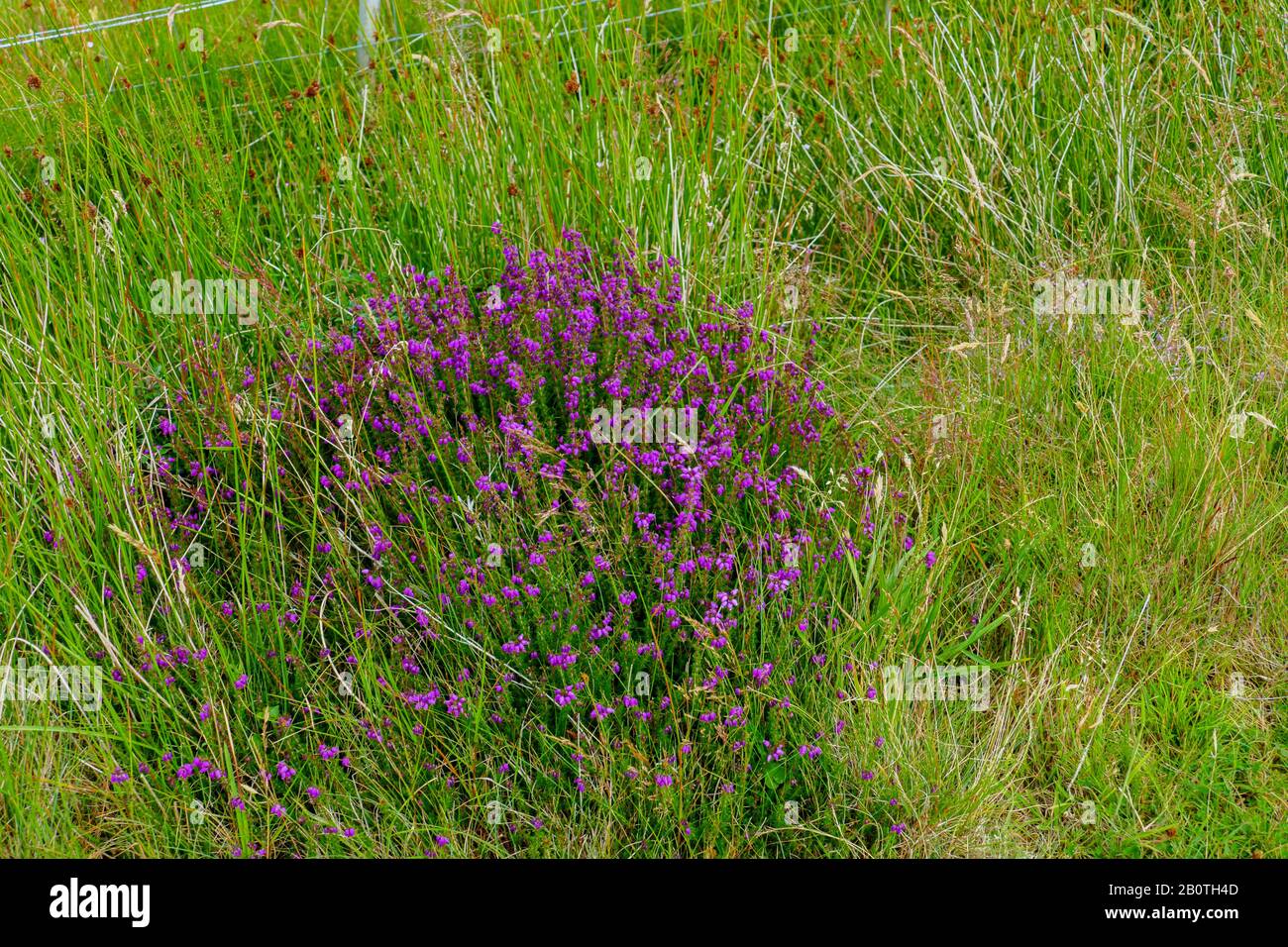 Irischer garten hi-res stock photography and images - Alamy