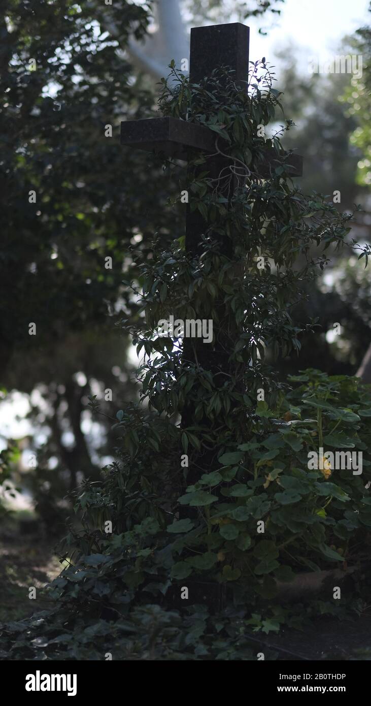 Growing life in a cross Stock Photo - Alamy