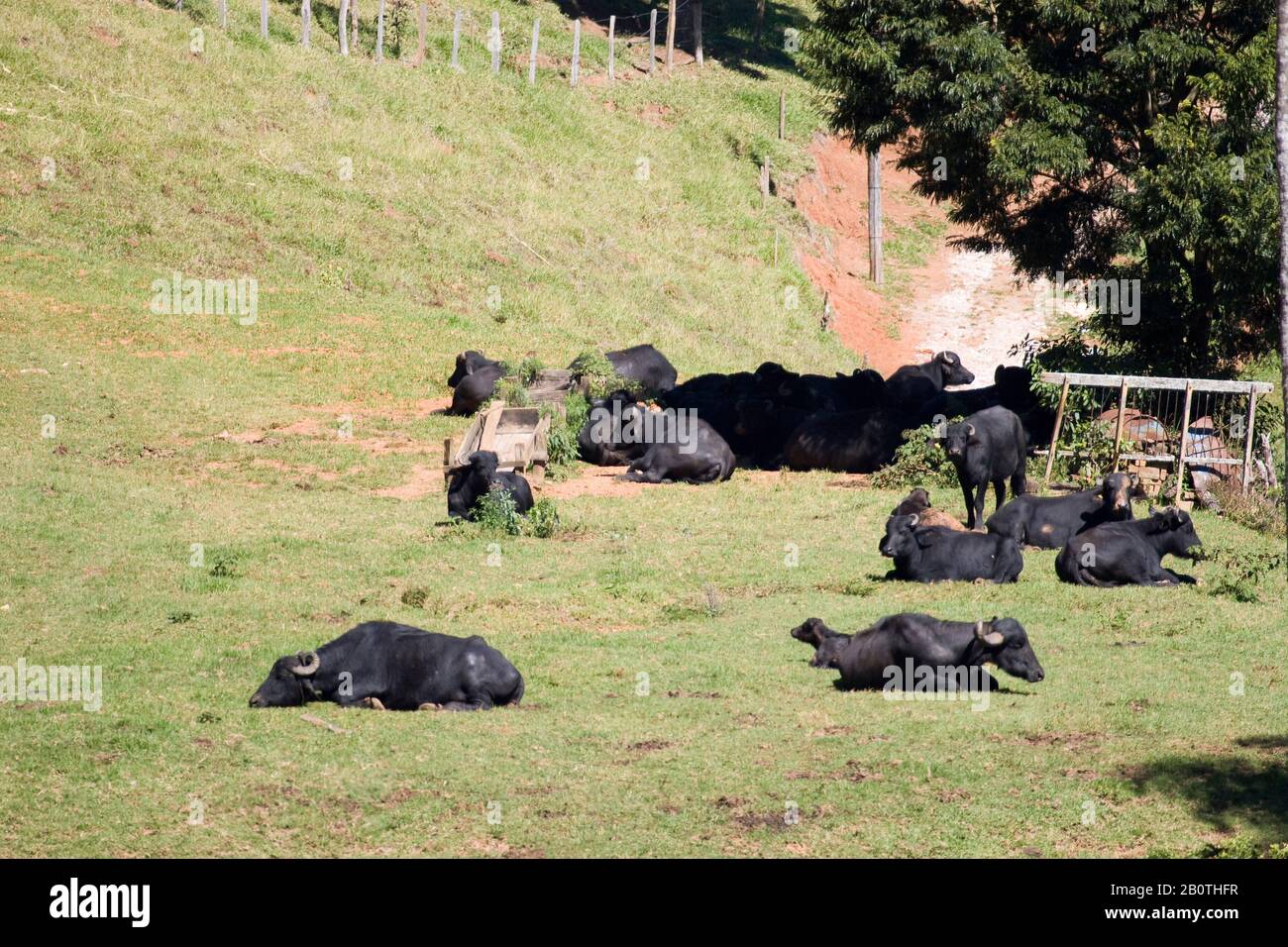 Buffalo creation, Joanópolis, São Paulo, Brazil Stock Photo - Alamy
