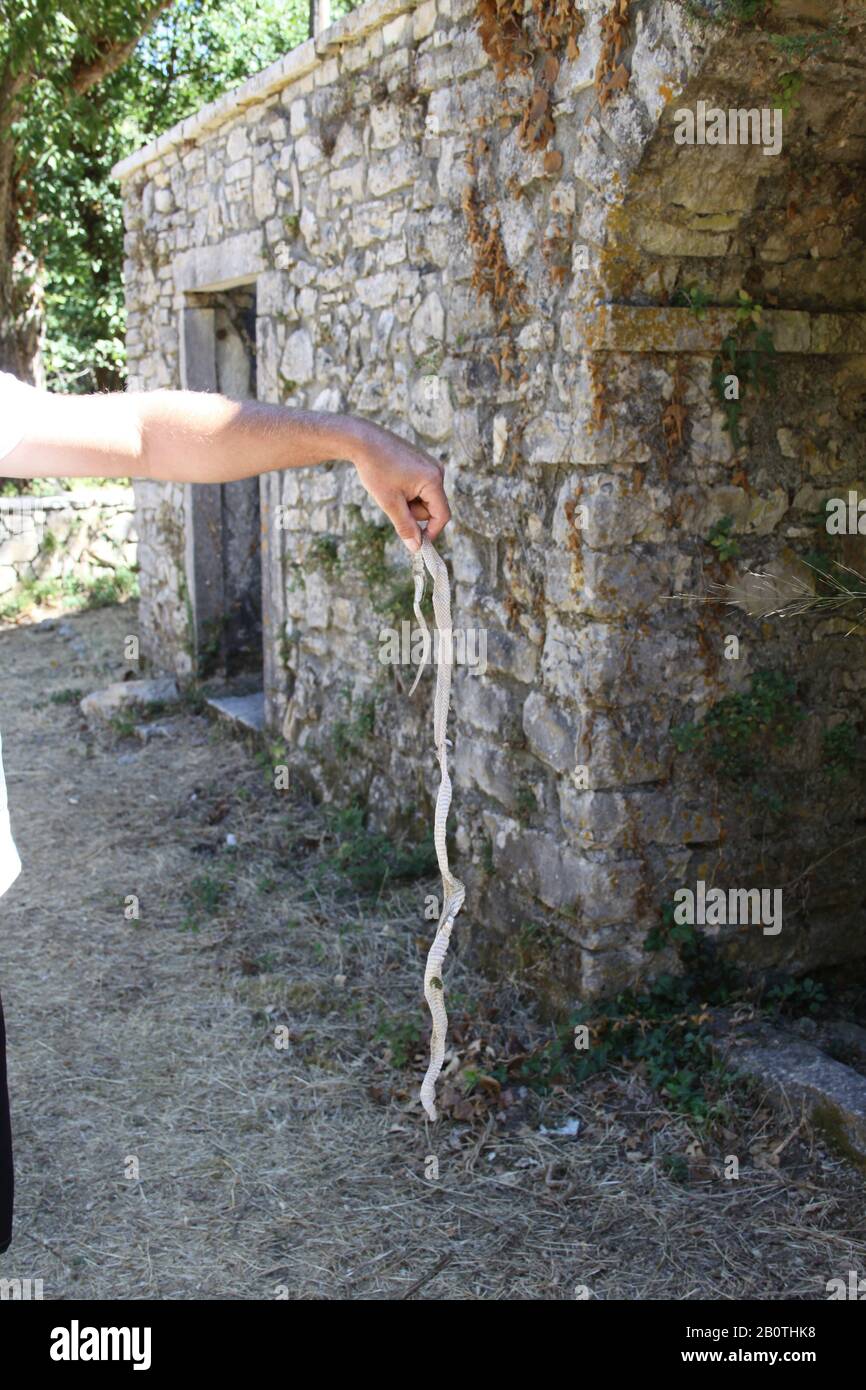 Molt snake skin of a snake of about 1 m tall Stock Photo - Alamy