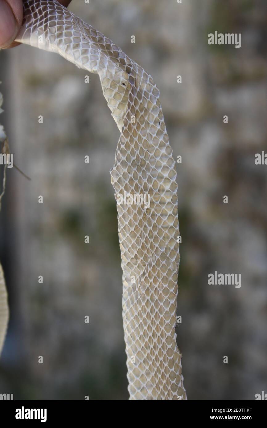 Molt snake skin of a snake of about 1 m tall Stock Photo - Alamy