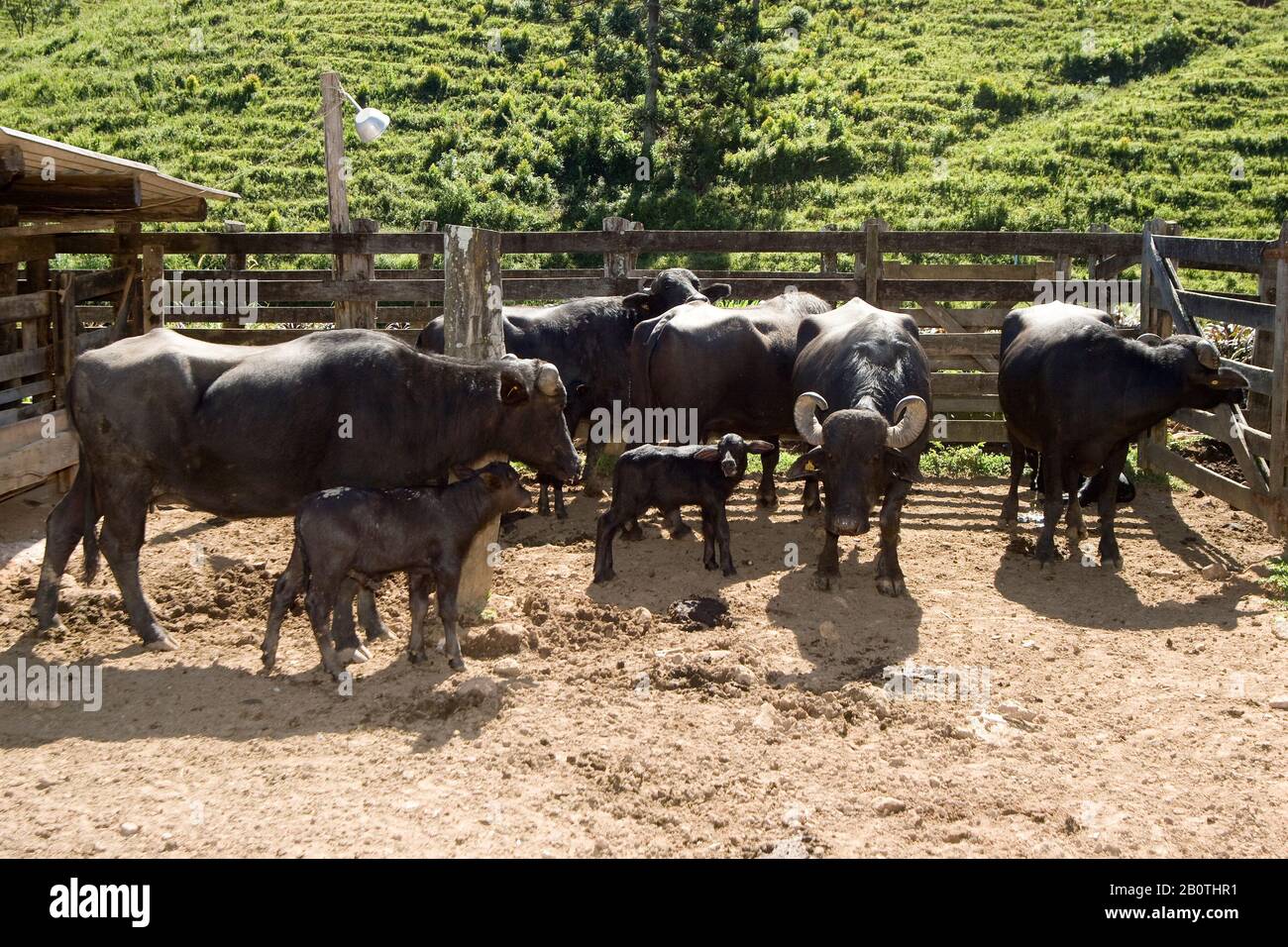 Buffalo creation, Joanópolis, São Paulo, Brazil Stock Photo - Alamy
