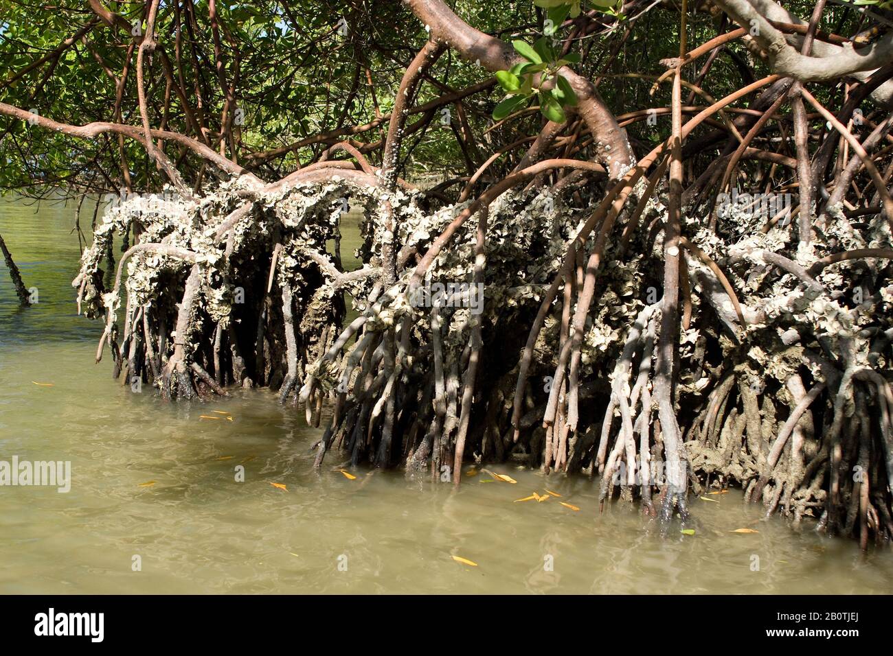 mangue-vermelho, Rhizophora mangle, Swamp-red, Growth of Mangroves ...