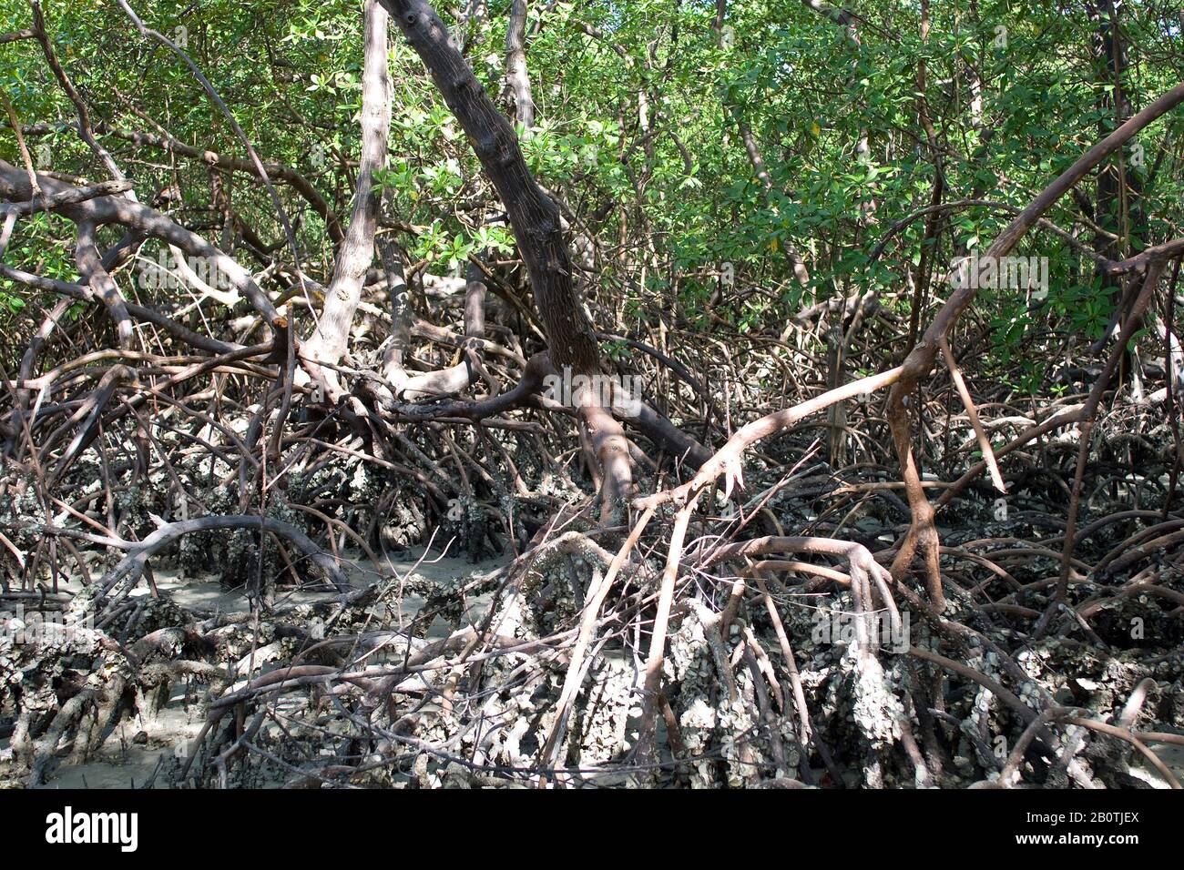 mangue-vermelho, Swamp-red, Rhizophora mangle, Growth of Mangroves ...