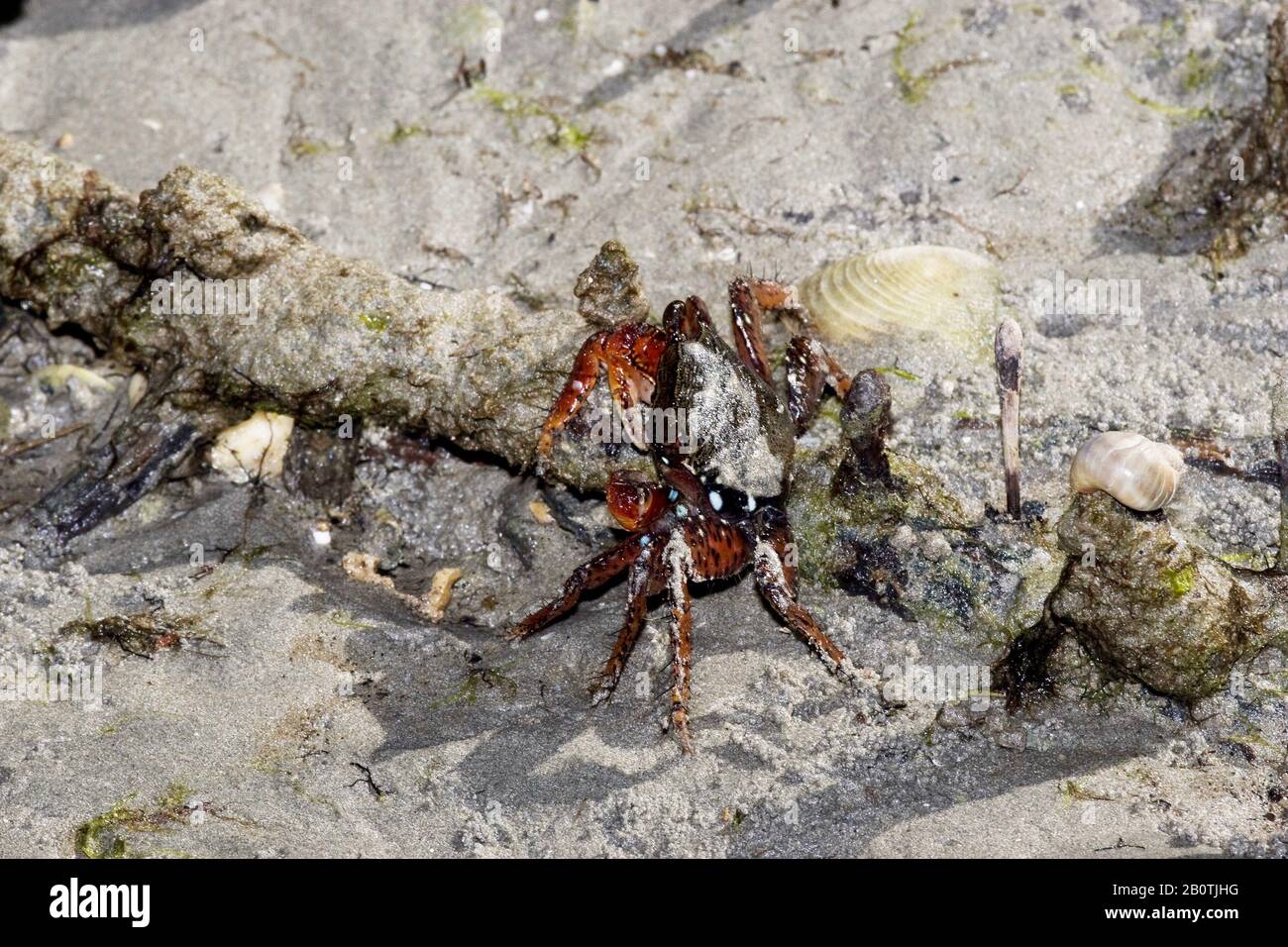 Crab, Crustaceous, Decapoda, Itamaracá, Pernambuco, Brazil Stock Photo ...