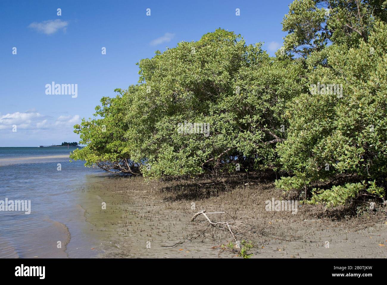 Swamp seriba hi-res stock photography and images - Alamy