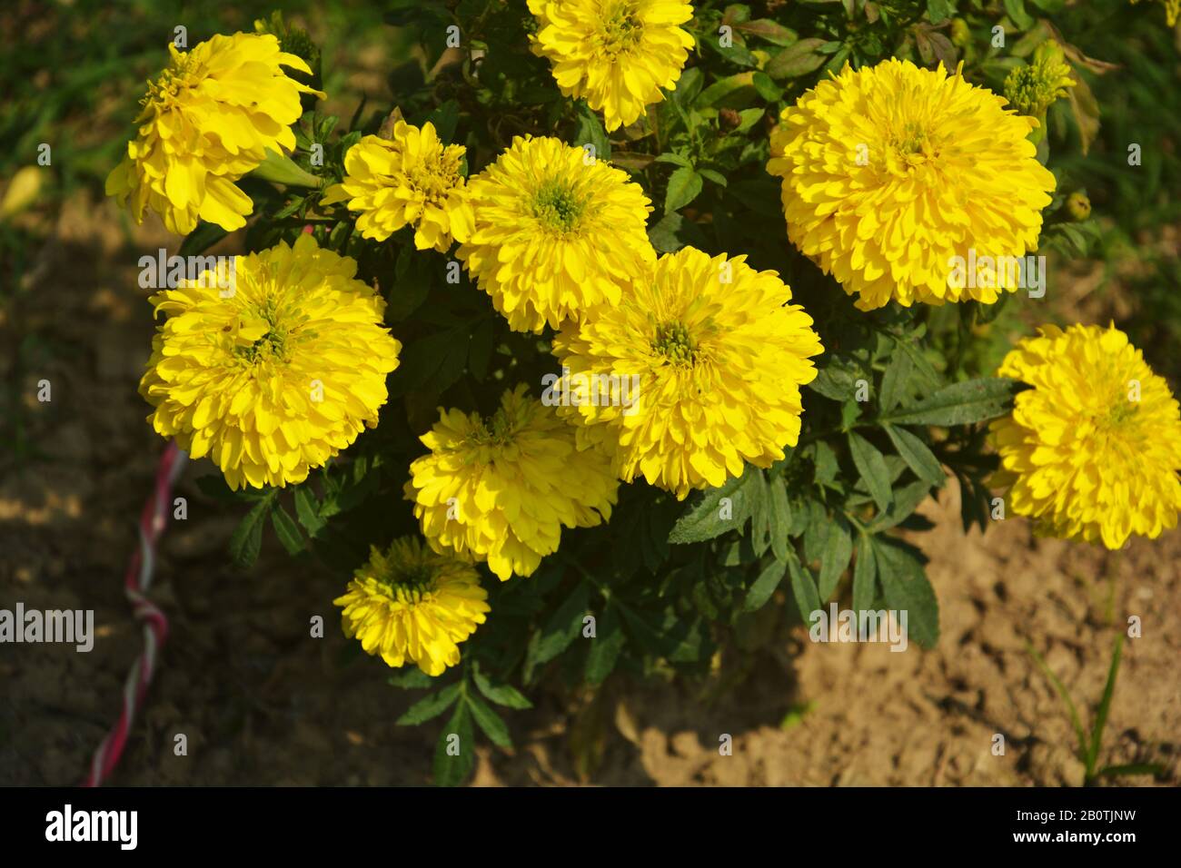 Close up of Indian yellow inka genda marigold flowers growing in a ...