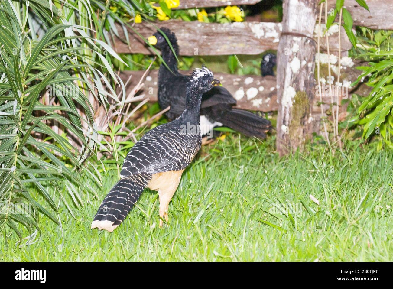 Female crax fasciolata hi-res stock photography and images - Alamy