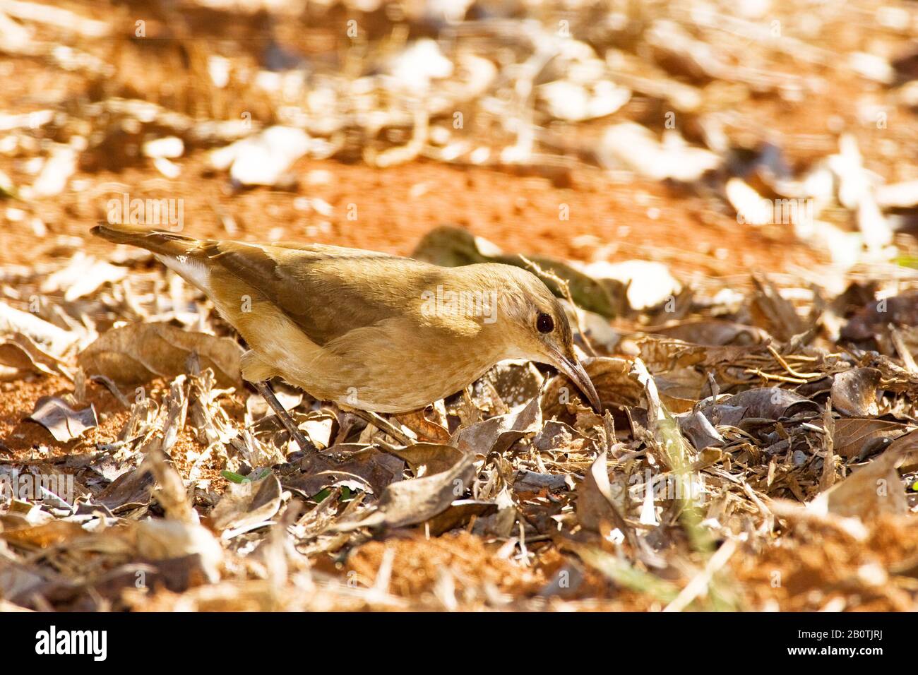 João-de-barro, João-of-mud, Furnarius rufus, Bird, Brazil Stock Photo ...