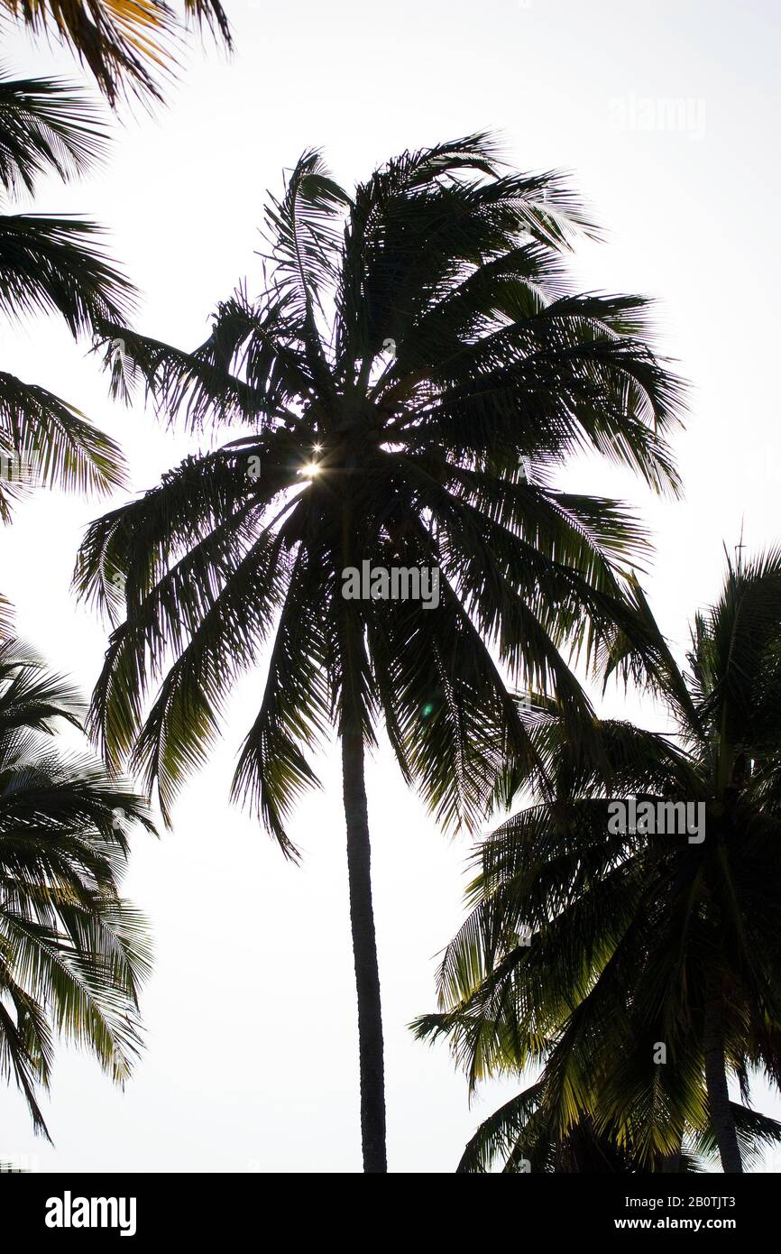 Coconut tree in Against-light, Itamaracá, Pernambuco, Brazil Stock ...