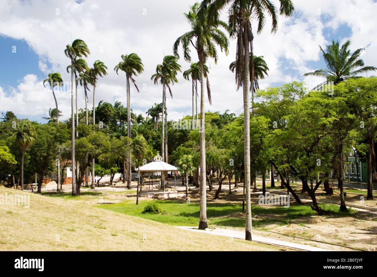 Pernambuco tree leaves hi-res stock photography and images - Alamy
