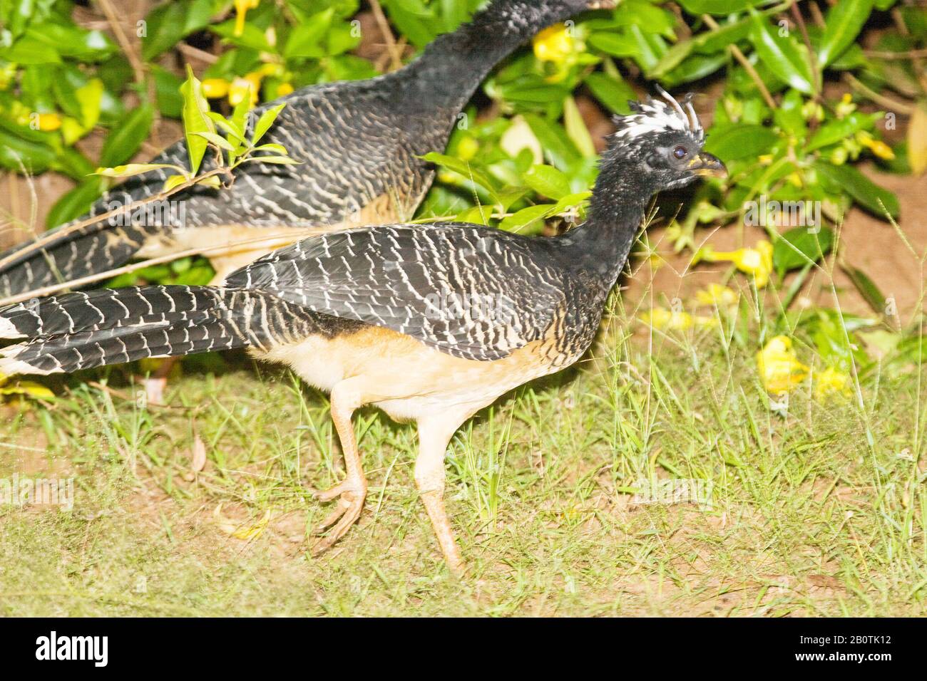Female crax fasciolata hi-res stock photography and images - Alamy