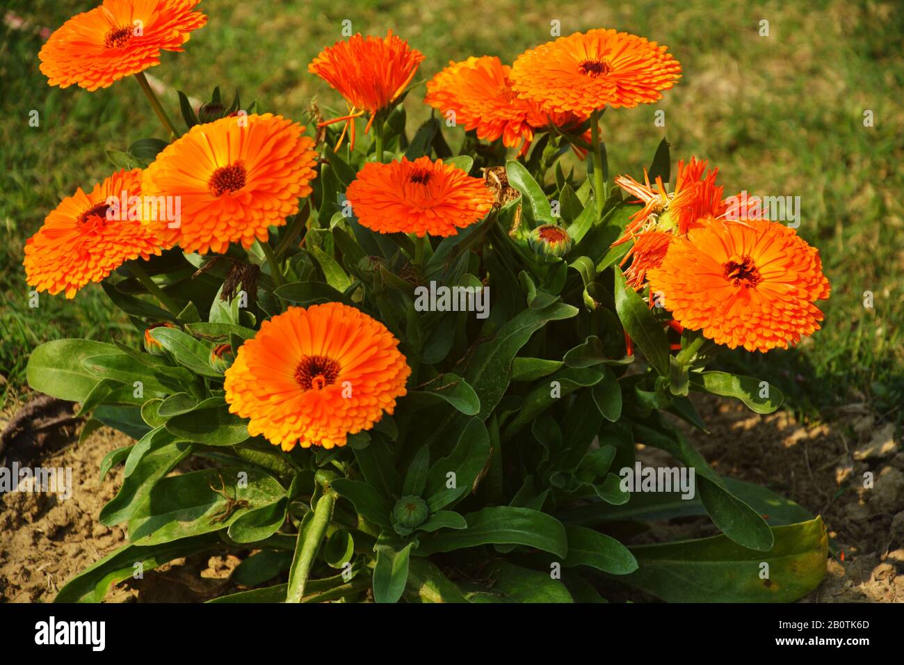 Close up beautiful Indian calendula officinalis, pot marigold, rubbles ...