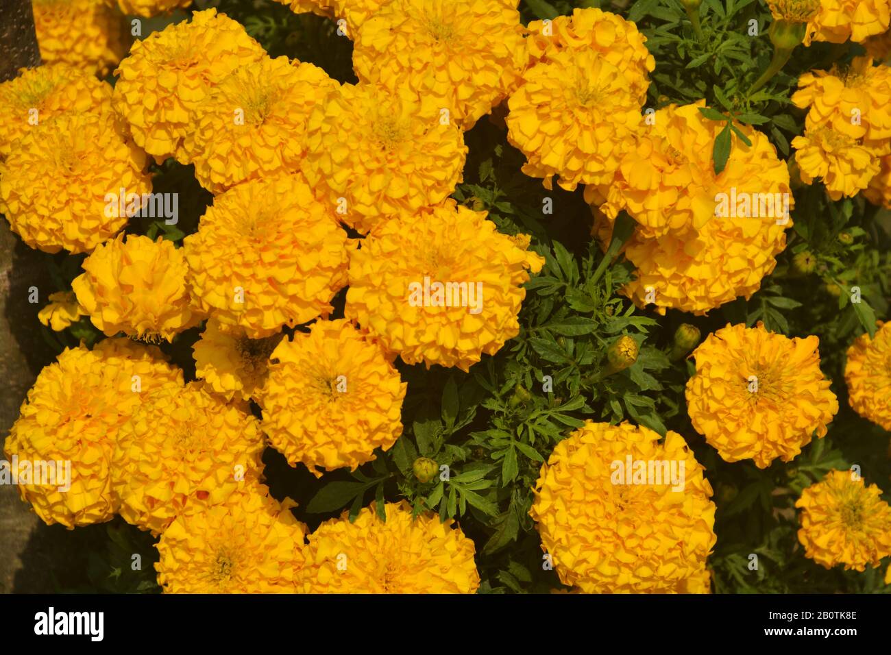Close up of Indian yellow inka genda marigold flowers growing in a ...