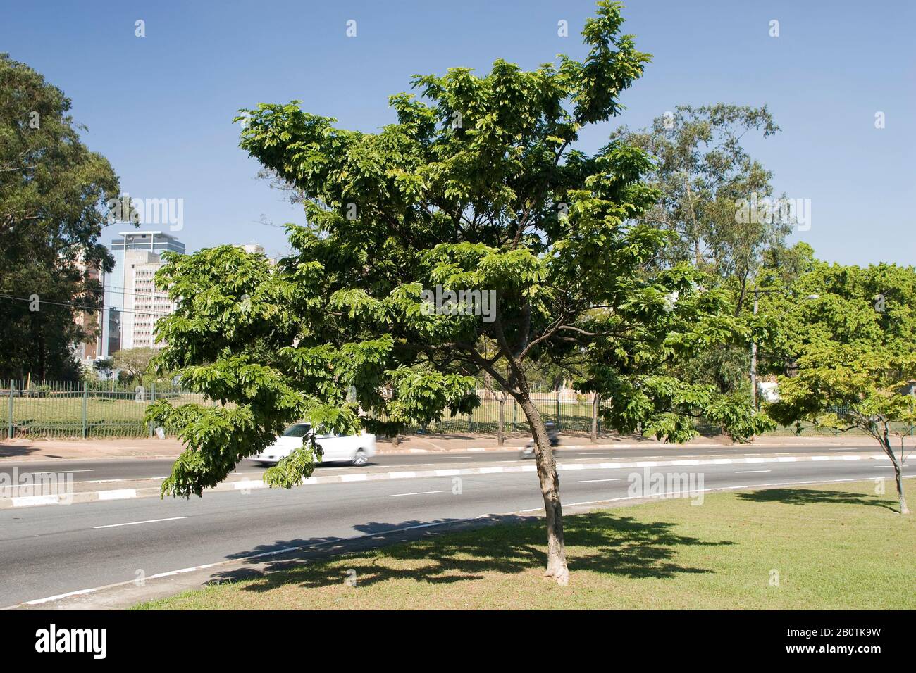 pau-brasil, Brazilwood (Caesalpinia echinata), Brazil Stock Photo - Alamy