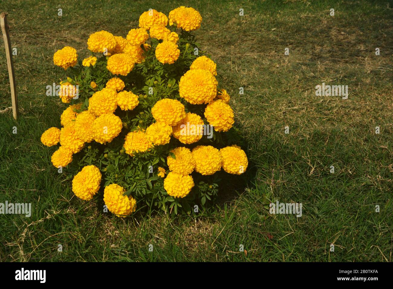Yellow genda hi-res stock photography and images - Alamy