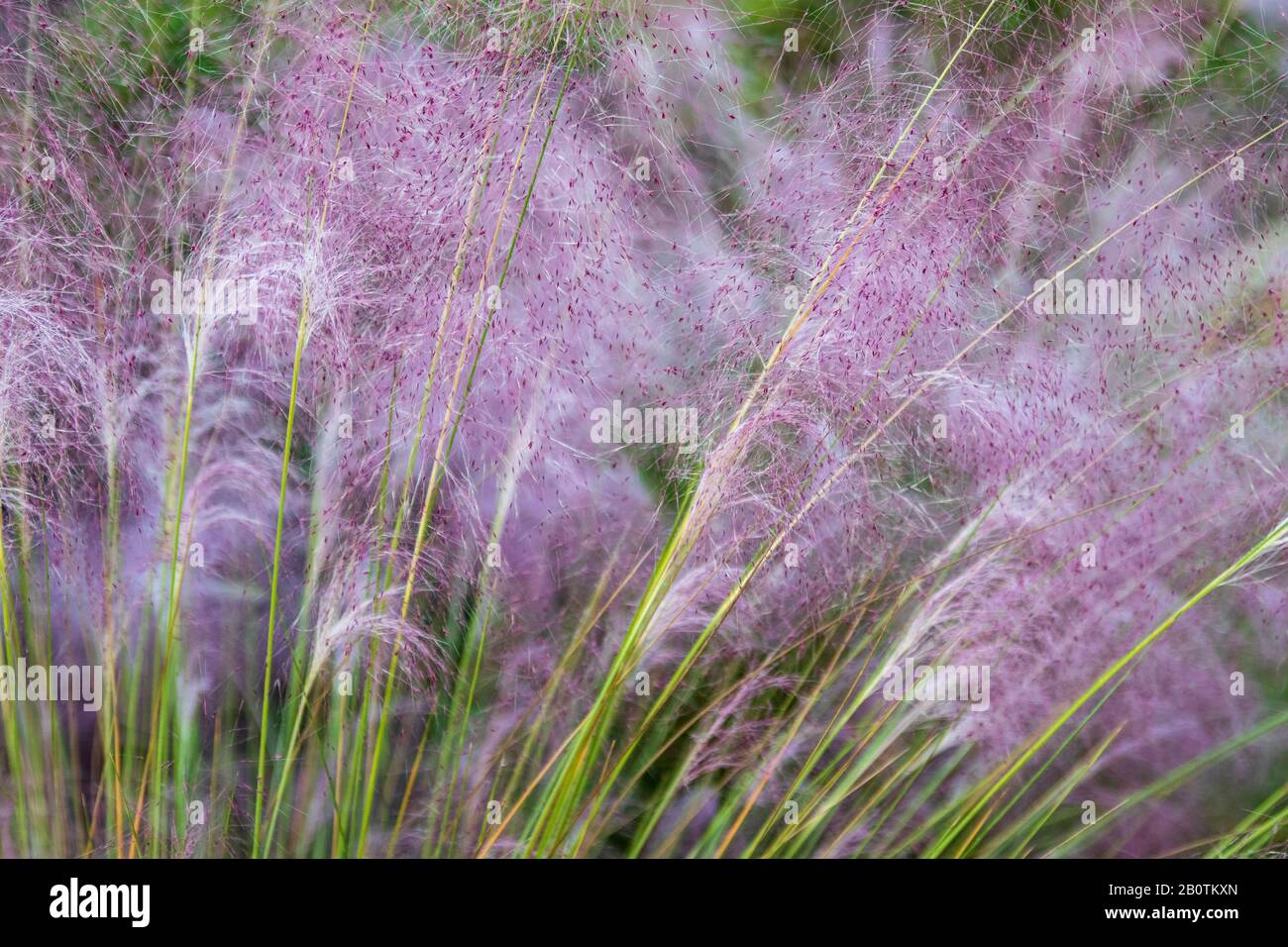 Closeup feathery grass hi-res stock photography and images - Alamy