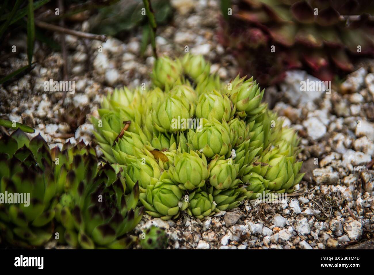 yellow flowering houseleek in the rock garden Stock Photo - Alamy