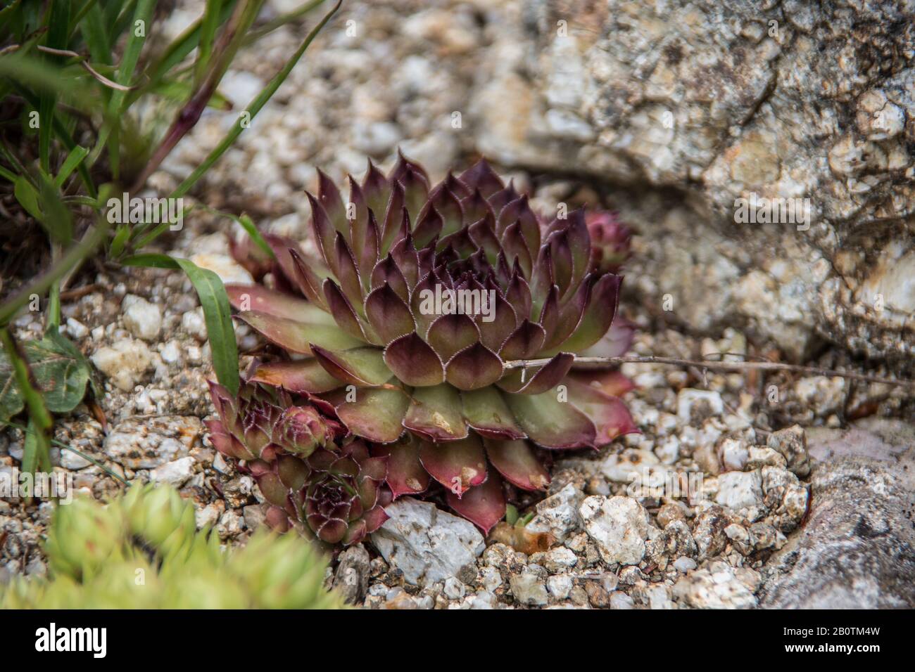 yellow flowering houseleek in the rock garden Stock Photo - Alamy
