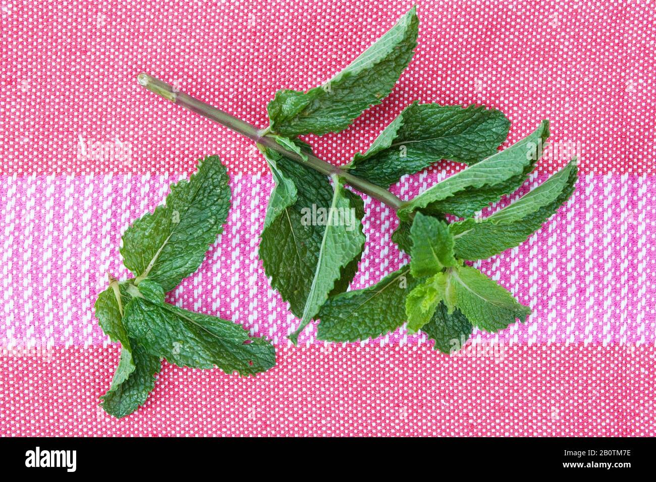 Mint, Seasoning, Brazil Stock Photo - Alamy