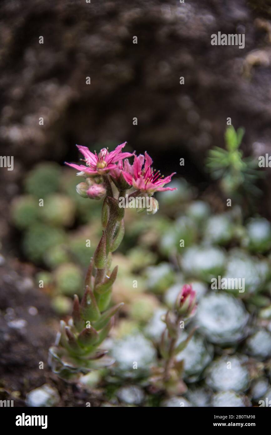 yellow flowering houseleek in the rock garden Stock Photo - Alamy