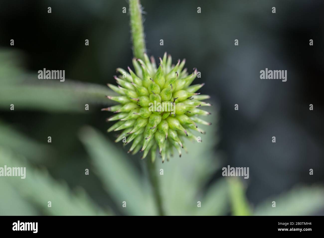 Seeds with hooks hi-res stock photography and images - Alamy