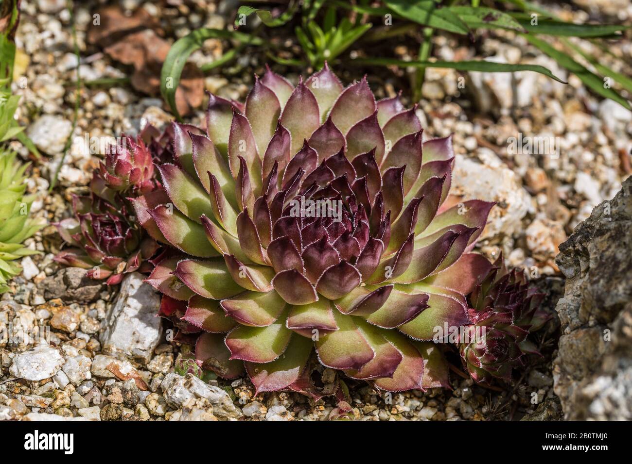 yellow flowering houseleek in the rock garden Stock Photo - Alamy