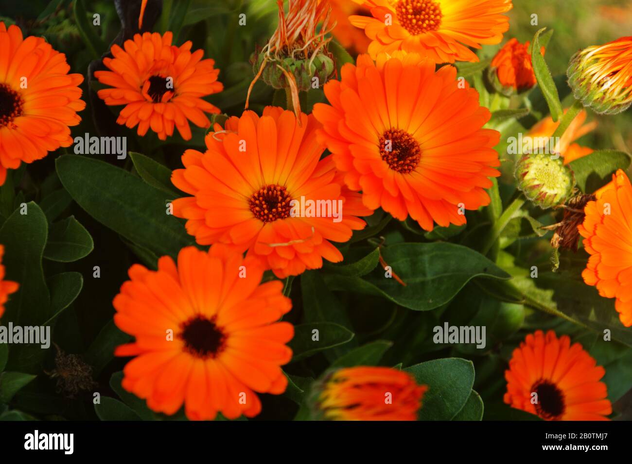 Close up beautiful Indian calendula officinalis, pot marigold, rubbles ...
