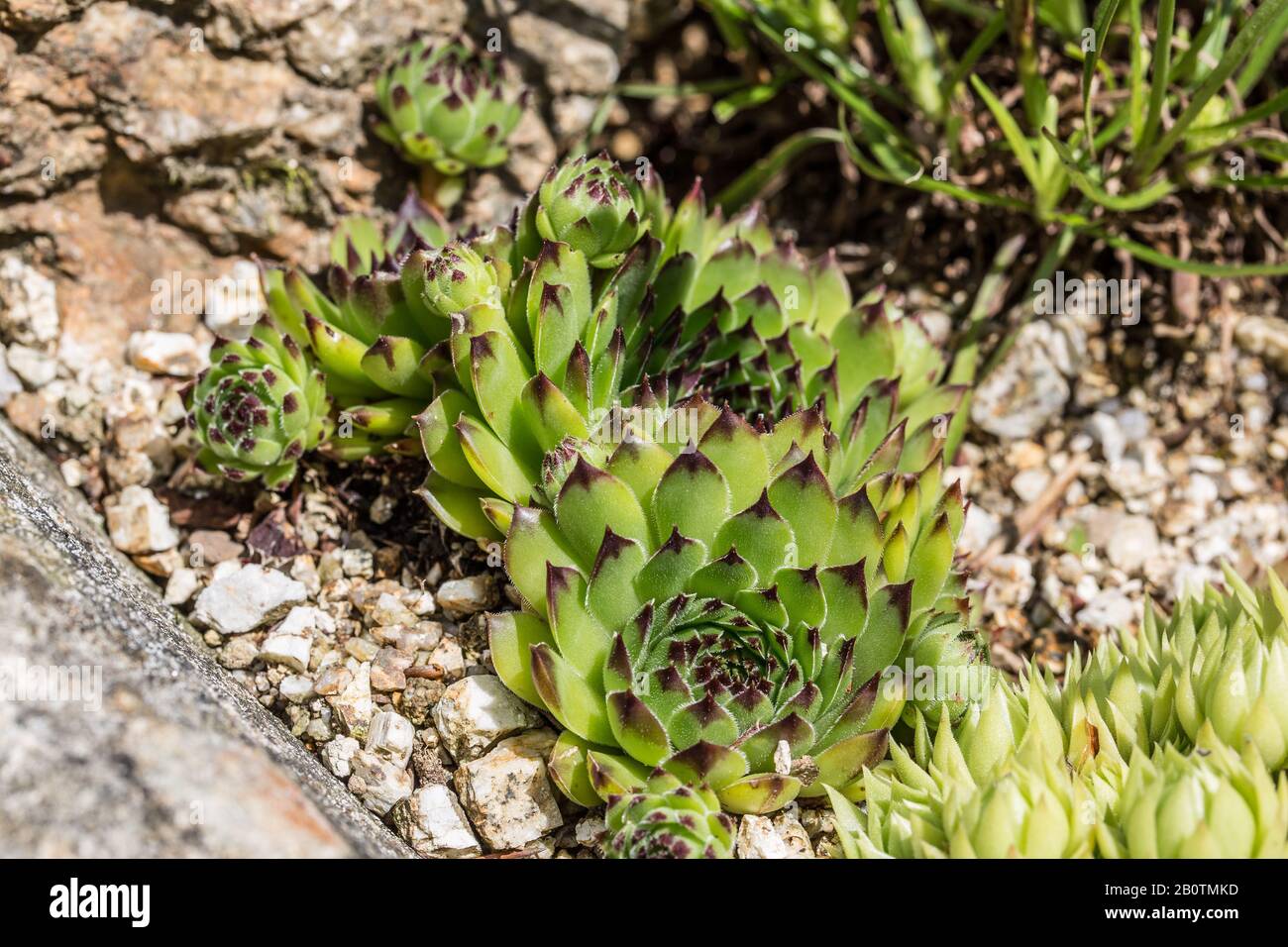 yellow flowering houseleek in the rock garden Stock Photo - Alamy