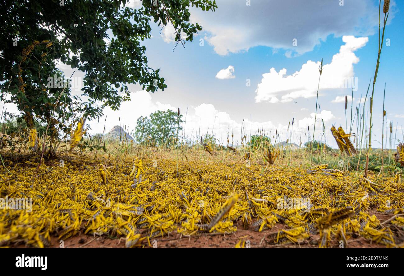 Locust swarm 2020 hi-res stock photography and images - Alamy