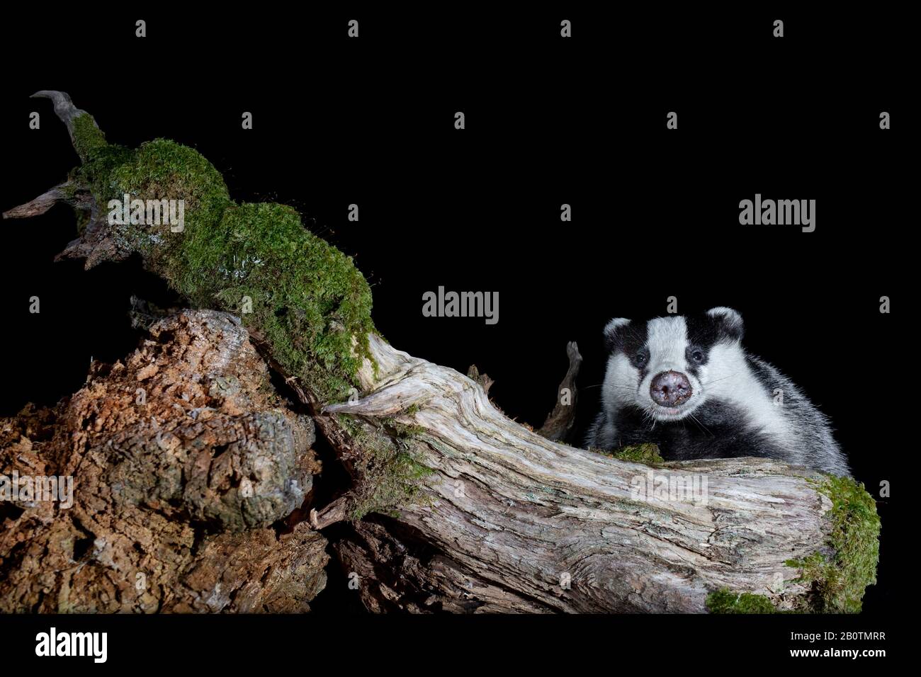 Face of a badger hi-res stock photography and images - Alamy