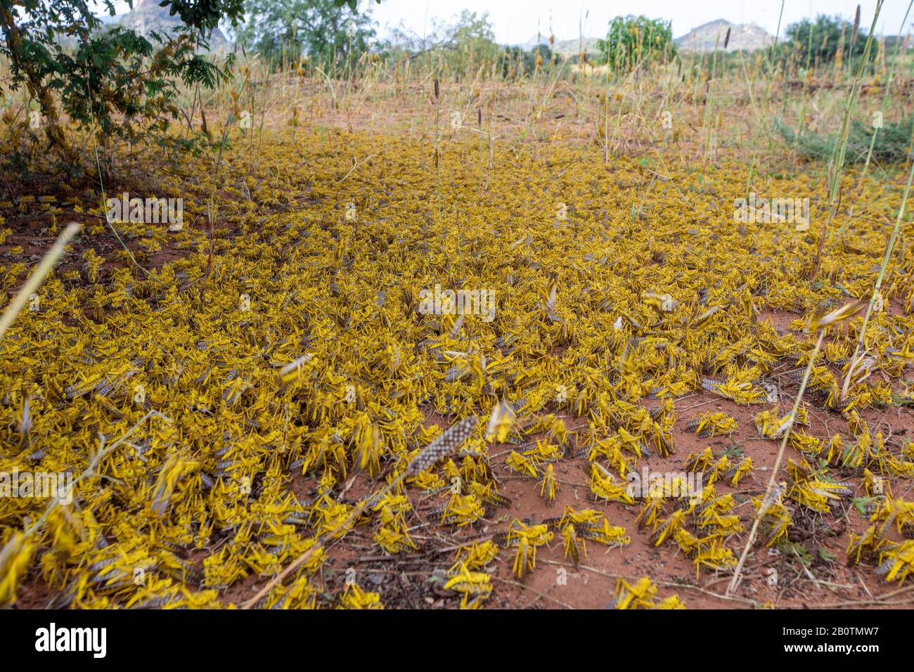 (200221) -- NAIROBI, Feb. 21, 2020 (Xinhua) -- A swarm of desert ...