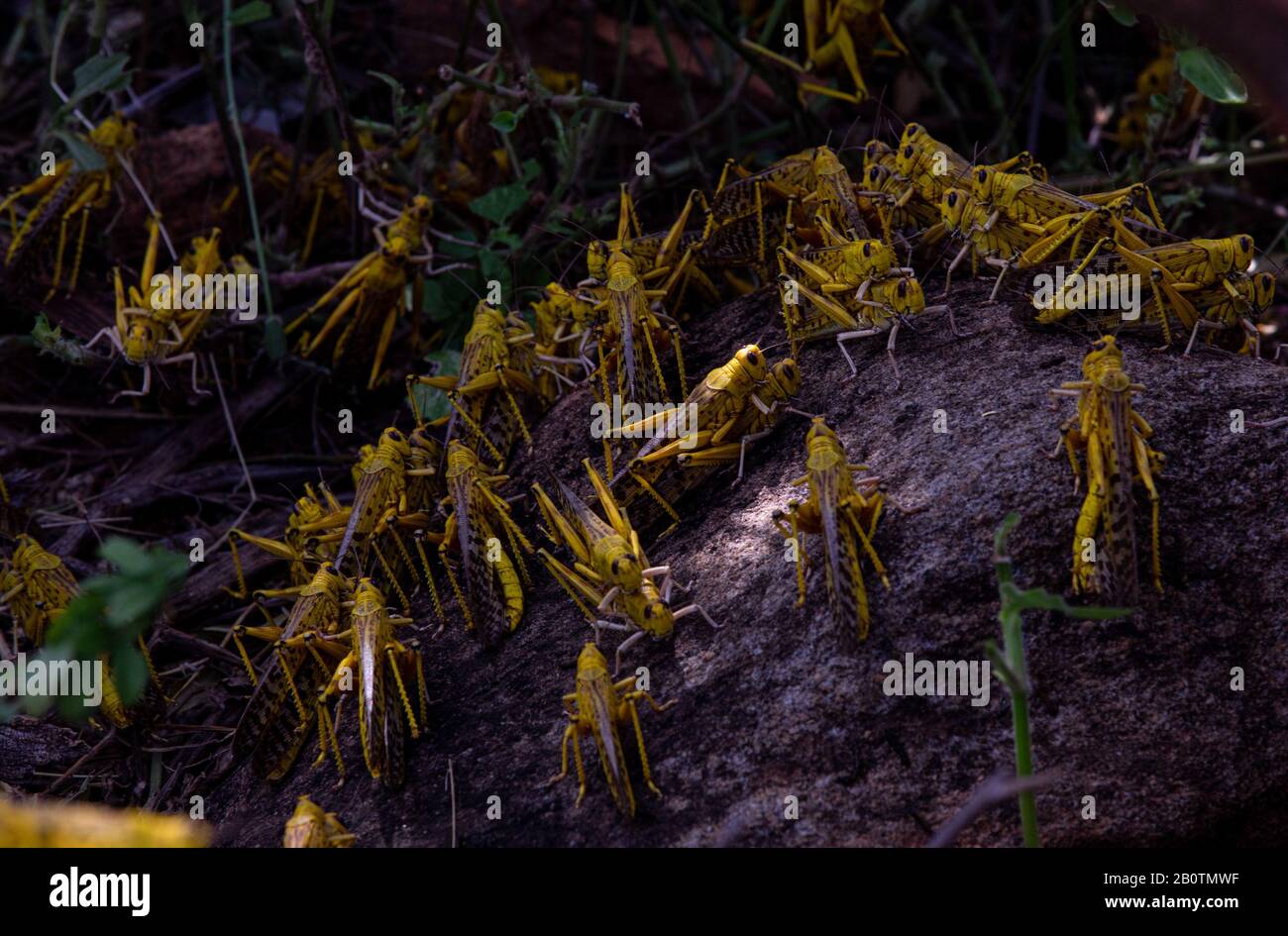 Locust Swarm 2020 High Resolution Stock Photography and Images - Alamy