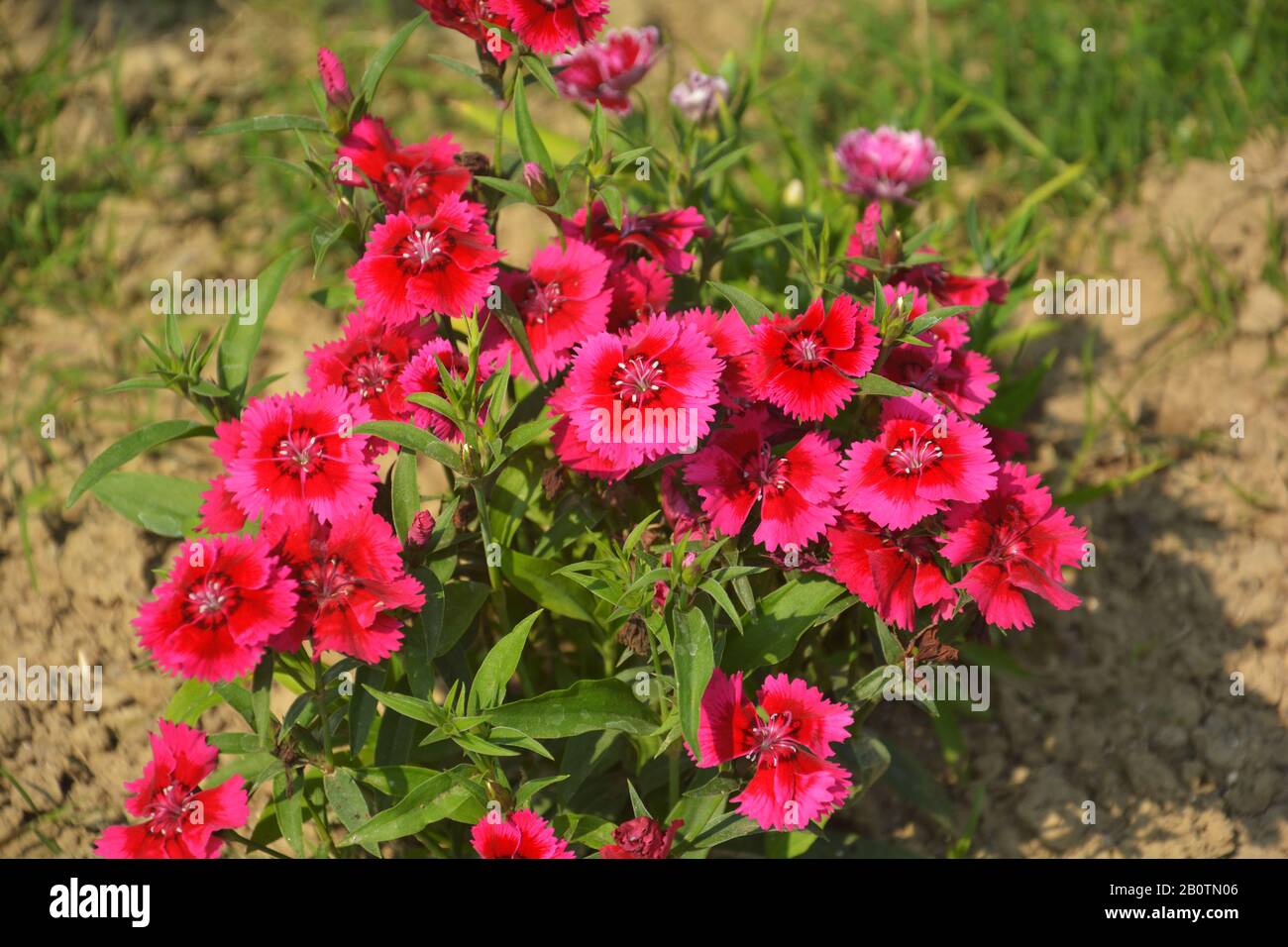 Close up of some beautiful Dianthus Baby Doll ( Dianthus Chinensis ...