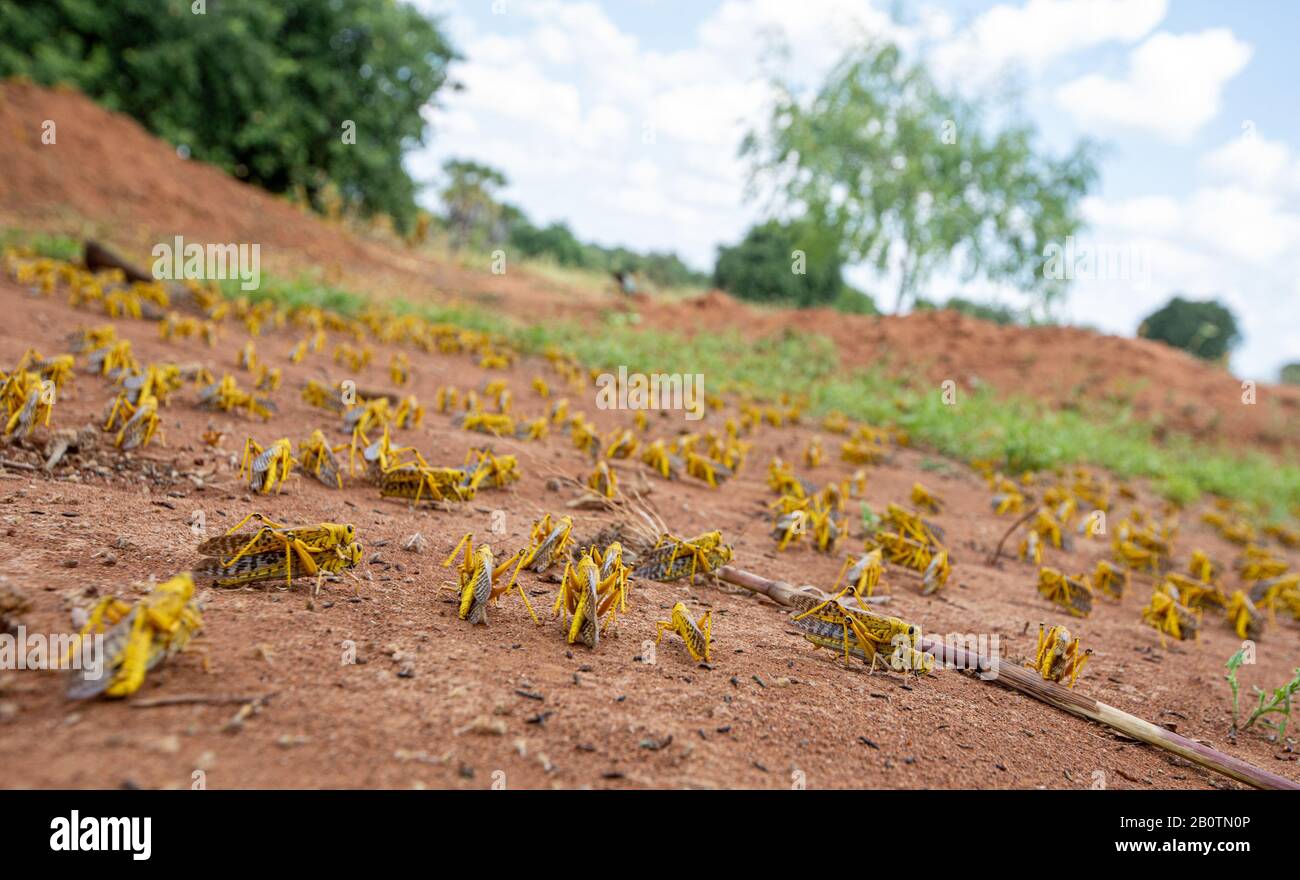 Locust Swarm 2020 High Resolution Stock Photography and Images - Alamy