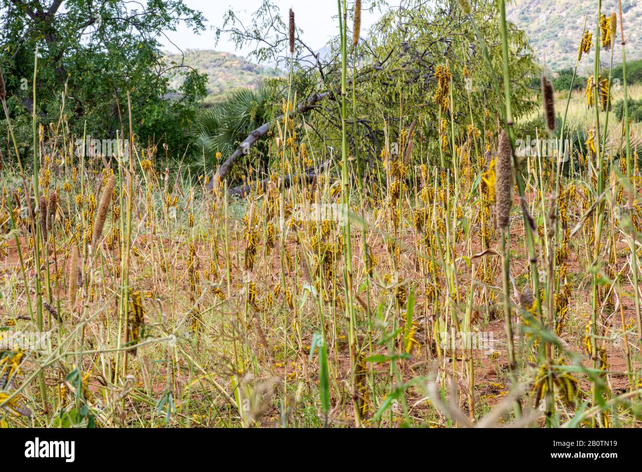 Nairobi, Kenya. 20th Feb, 2020. A swarm of desert locusts invade parts ...
