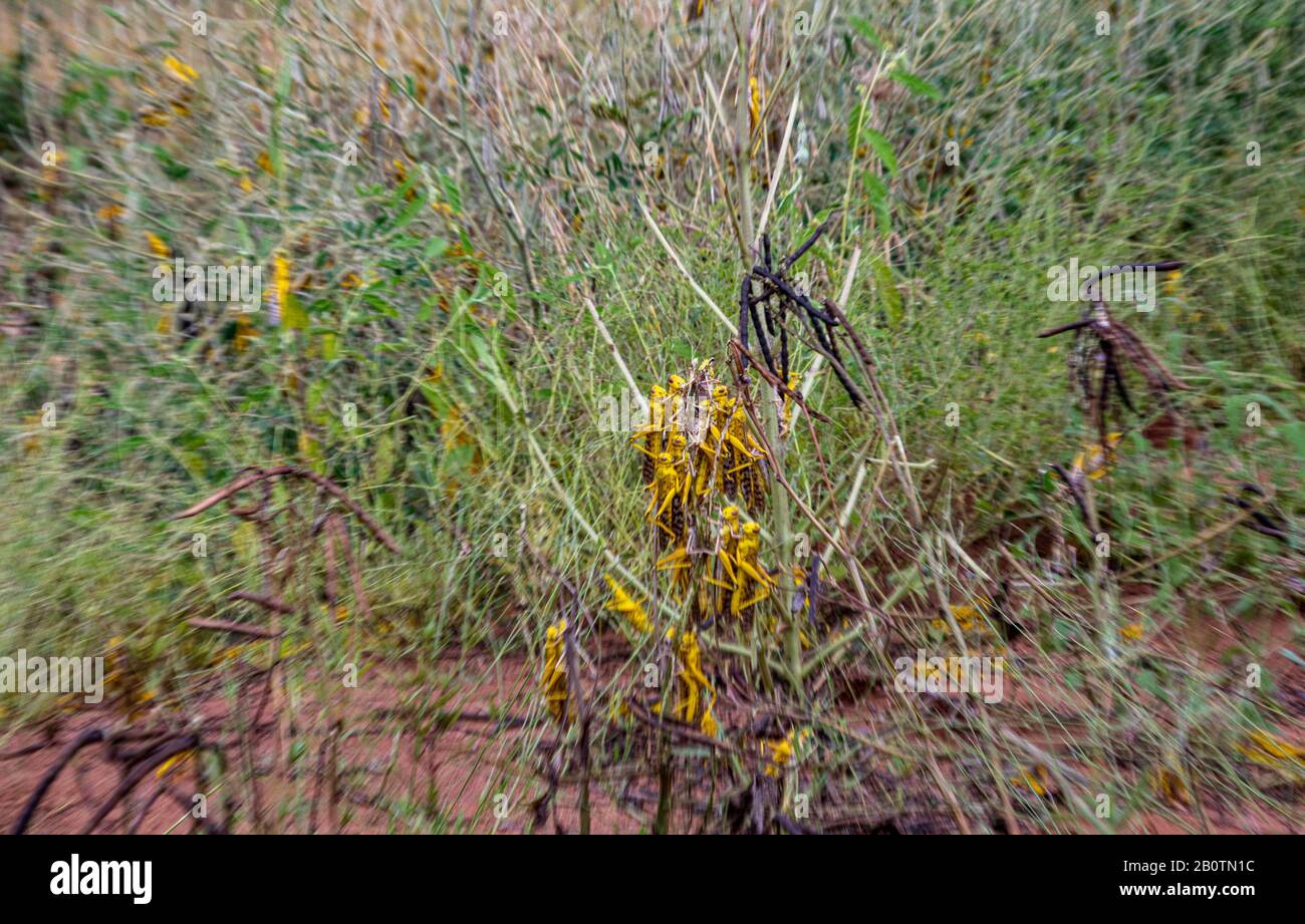 Locust Swarm 2020 High Resolution Stock Photography and Images - Alamy