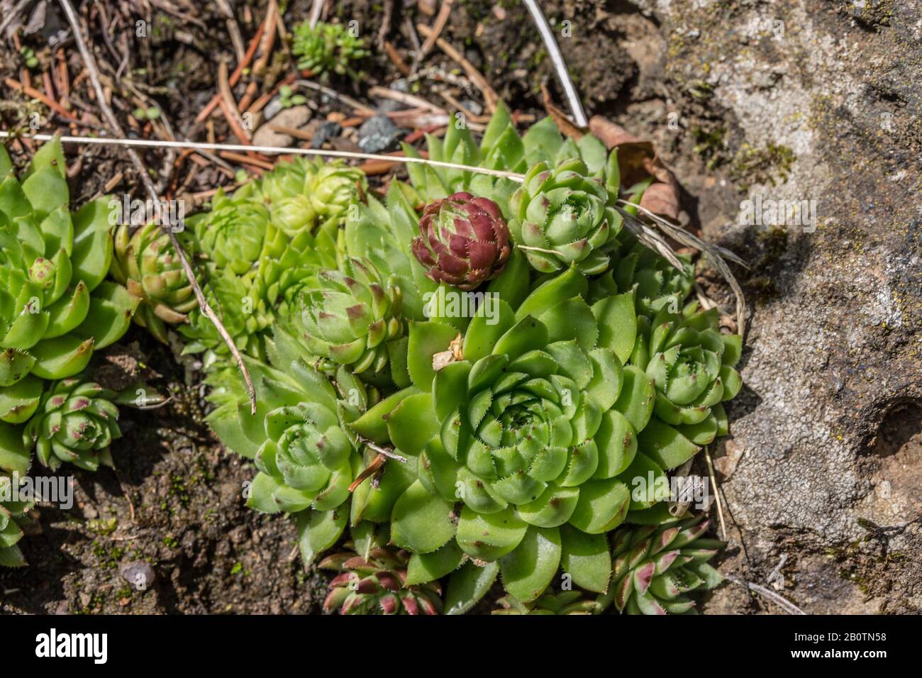 yellow flowering houseleek in the rock garden Stock Photo - Alamy
