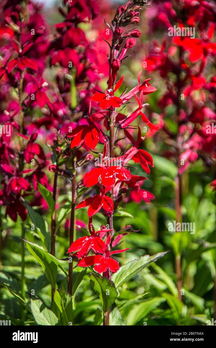 Ornamental plants with red flowers Stock Photo - Alamy