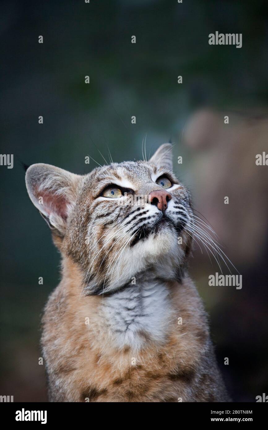 Portrait of European Lynx, felis lynx Stock Photo - Alamy