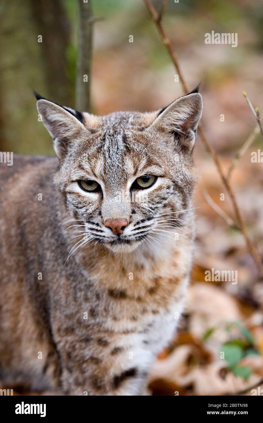 Portrait of European Lynx, felis lynx Stock Photo - Alamy