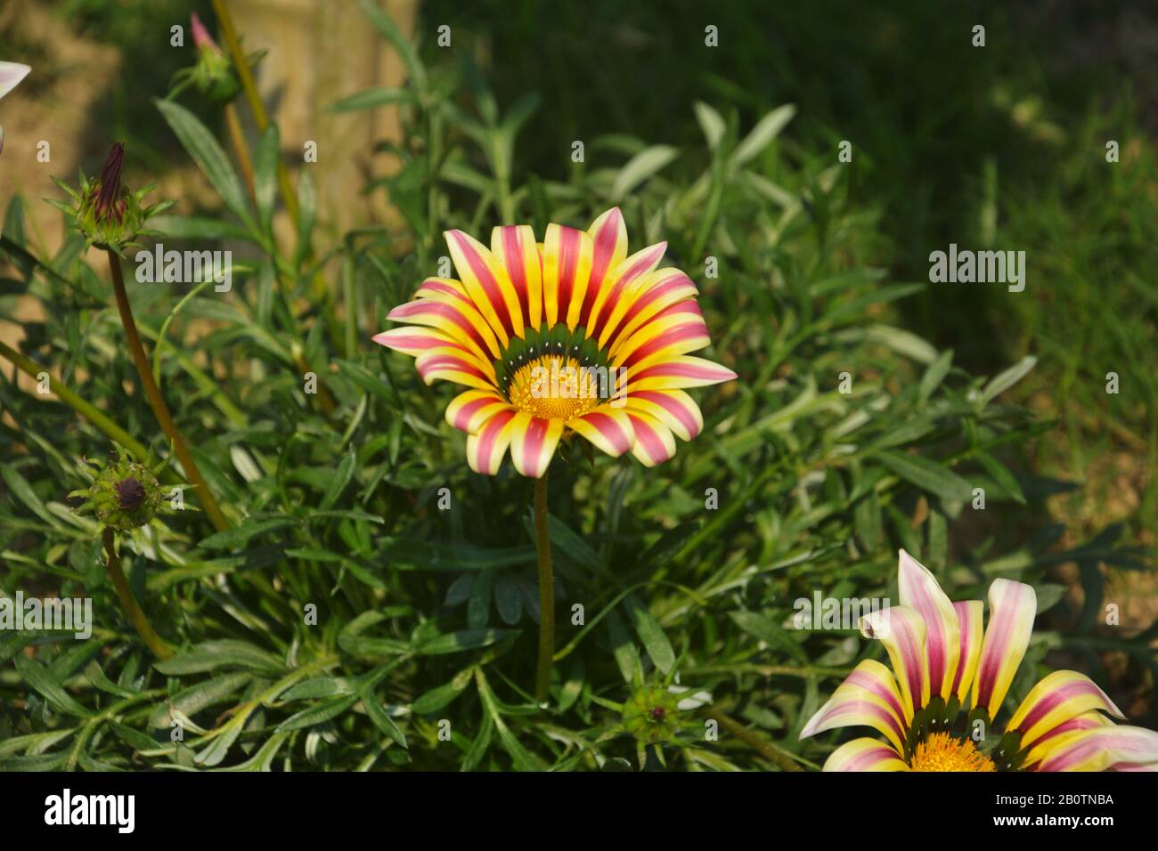 Close up of a beautiful gazania big kiss white flame ( Treasure Flower ...