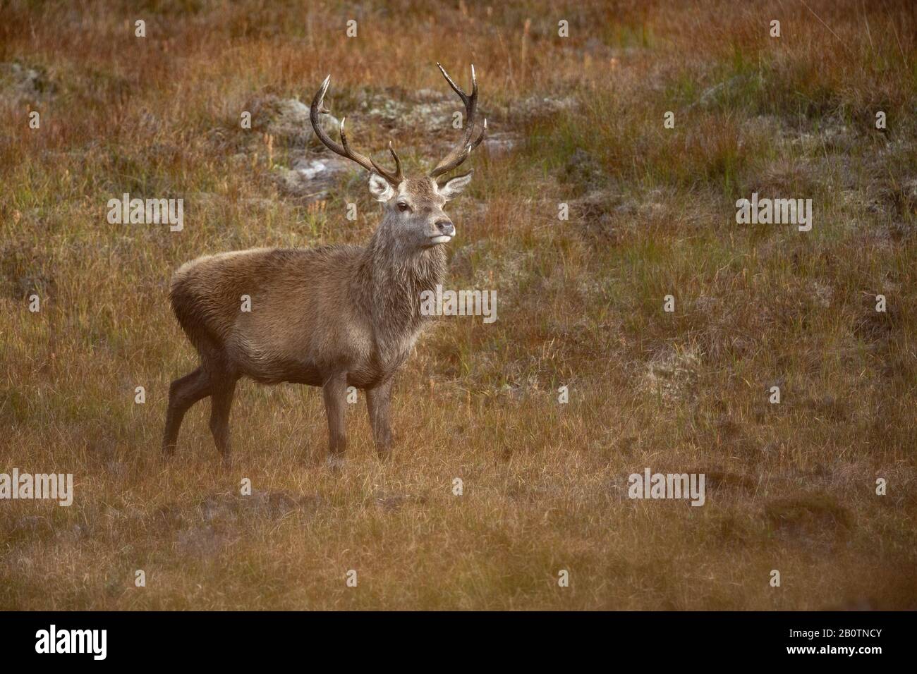 Red Deer stag in Applecross, Scotland, Uk Stock Photo - Alamy